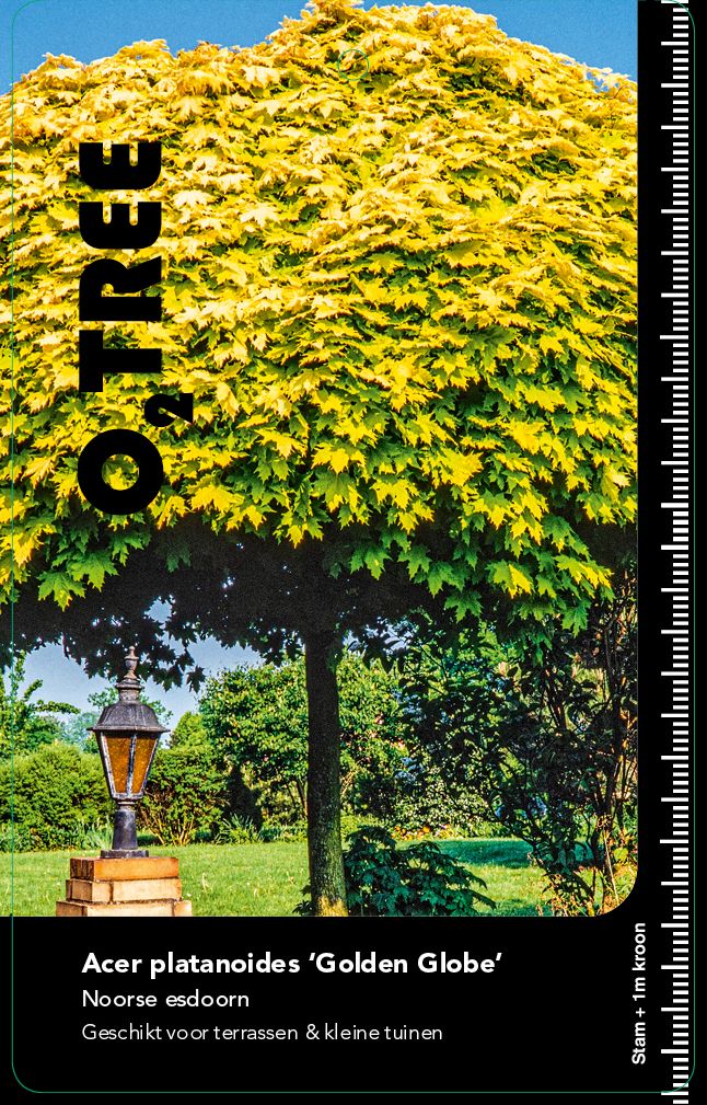 Acer platanoides Golden Globe | O₂ Tree