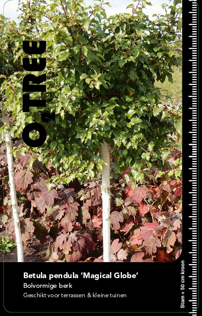 Betula pendula Magical Globe | O₂ Tree