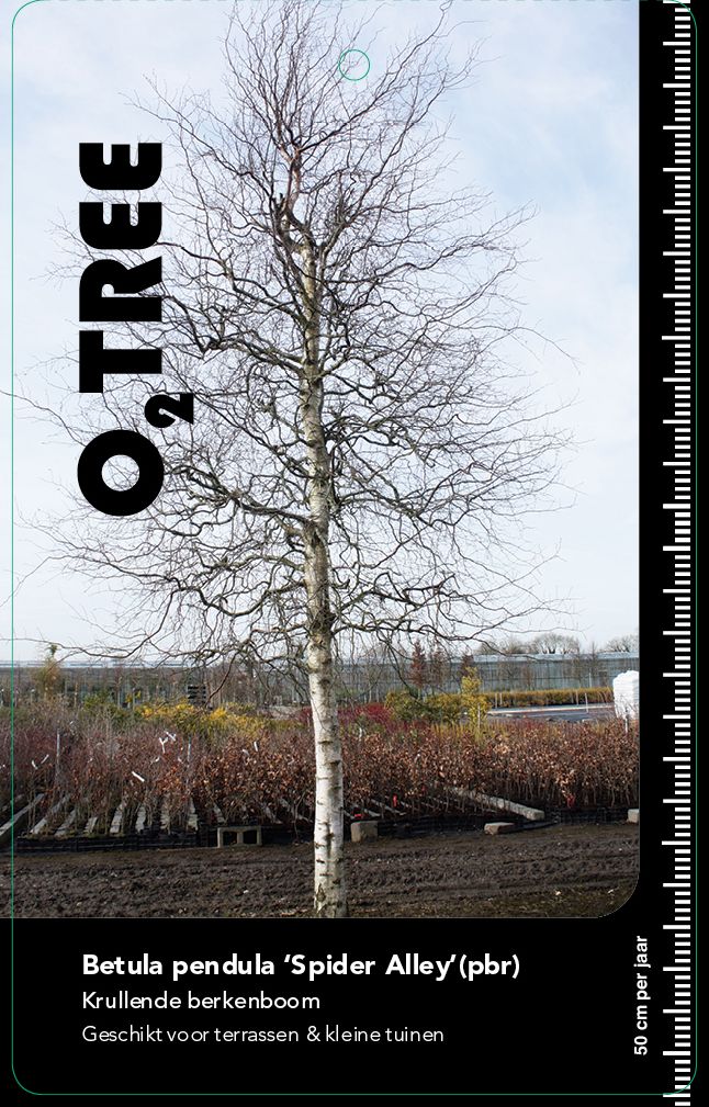 Betula pendula Spider Alley(pbr) | O₂ Tree