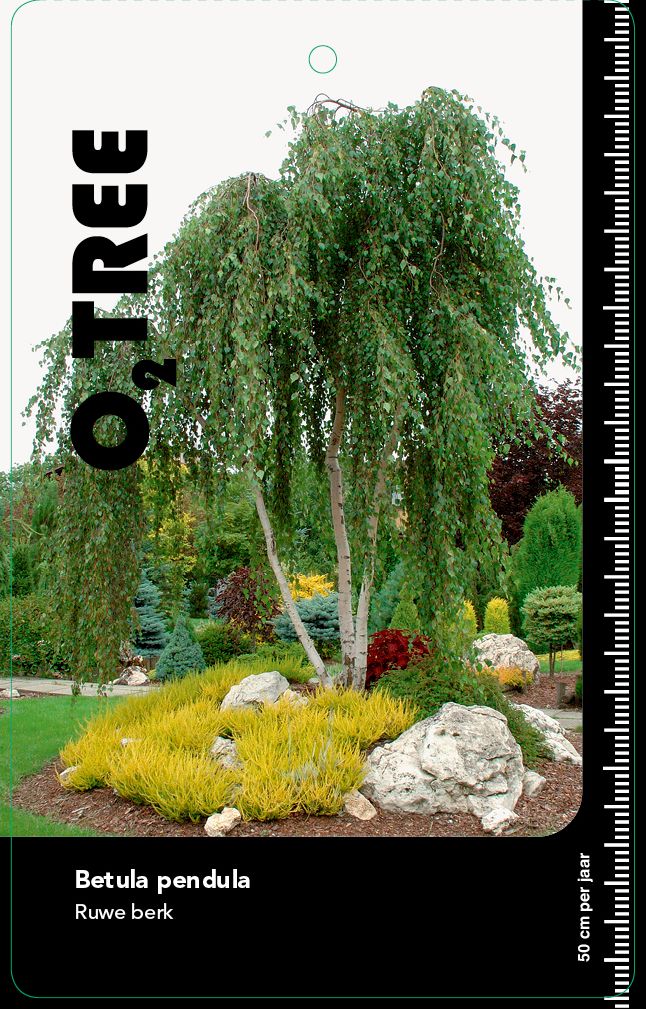 Betula pendula | O₂ Tree