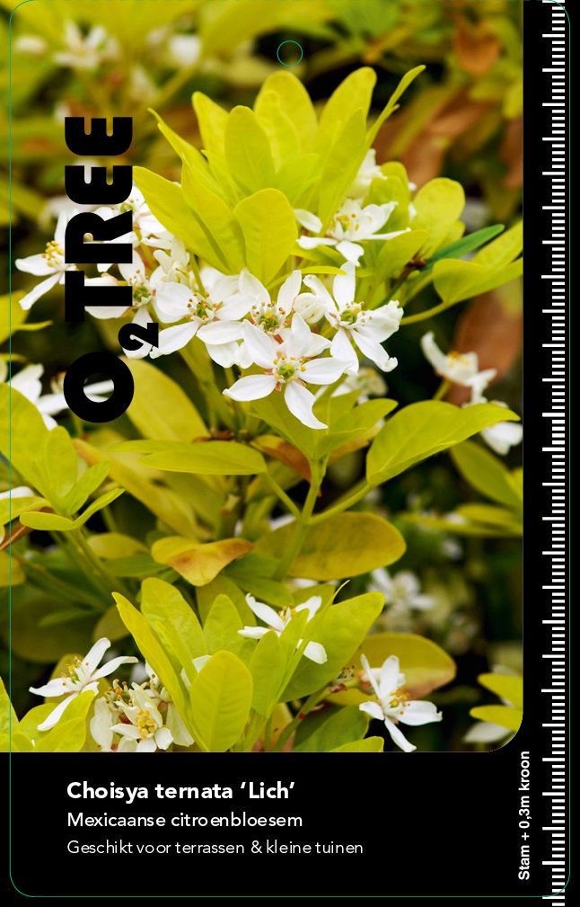 Choisya ternata Lich | O₂ Tree