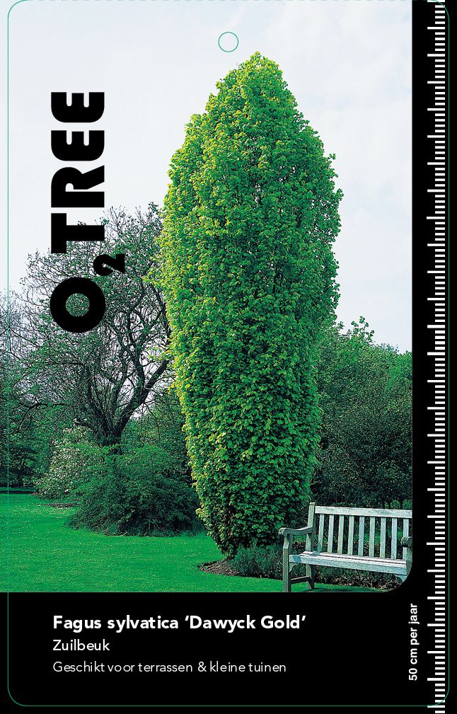 Fagus sylvatica Dawyck Gold | O₂ Tree
