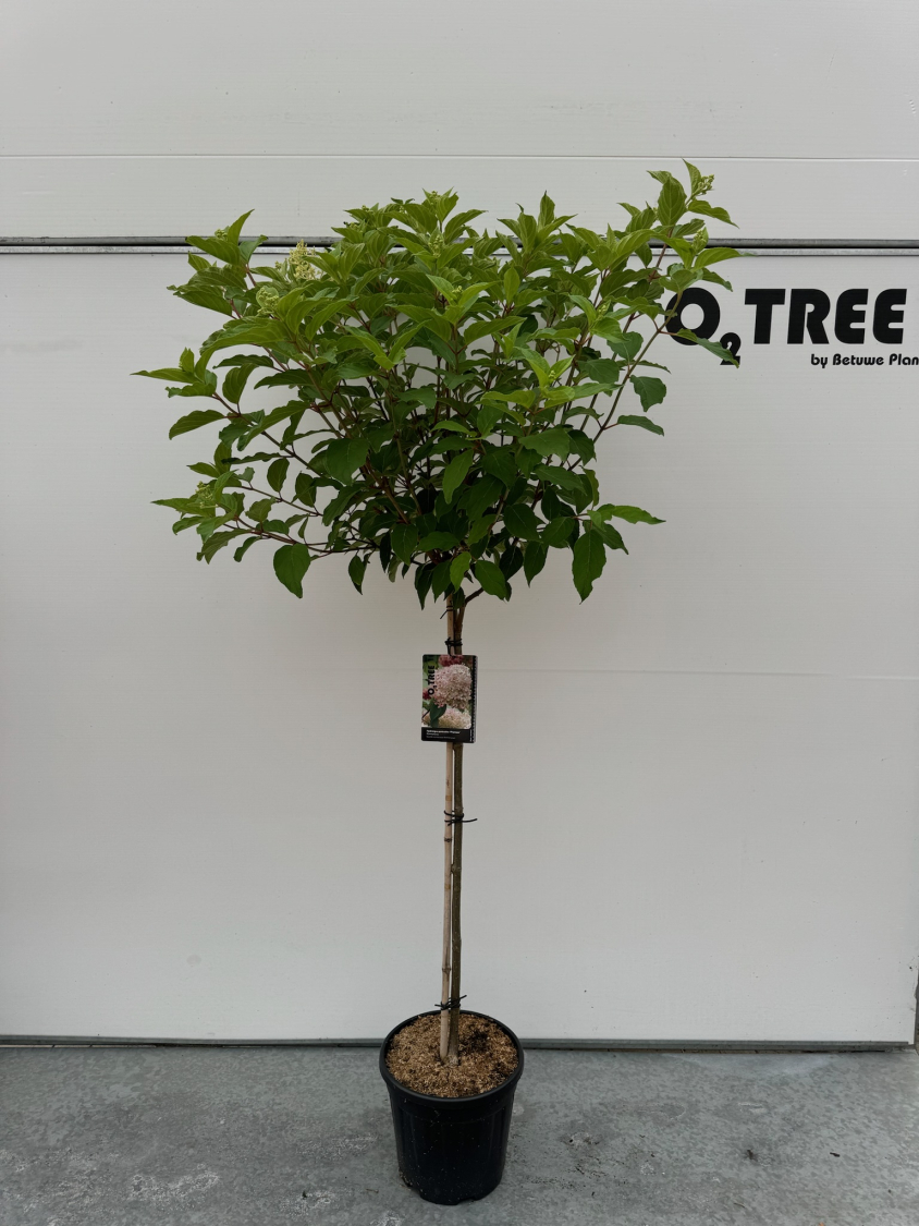 Hydrangea paniculata Phantom | O₂ Tree