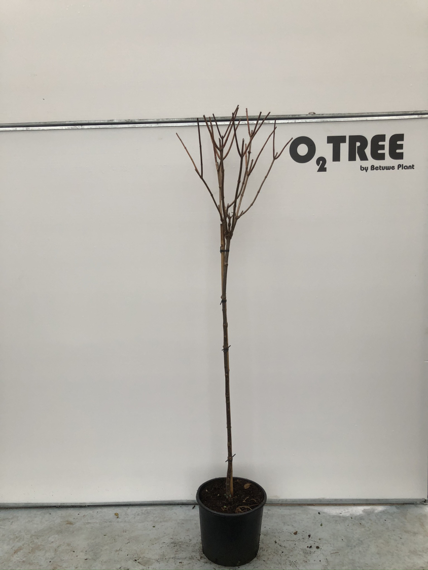 Hydrangea paniculata Phantom | O₂ Tree