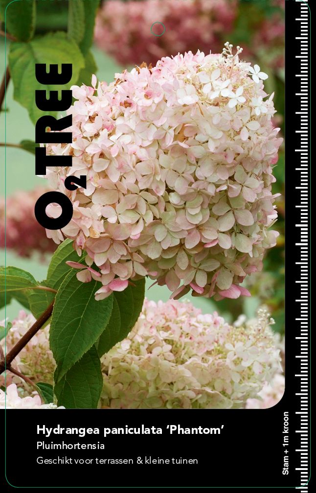 Hydrangea paniculata Phantom | O₂ Tree