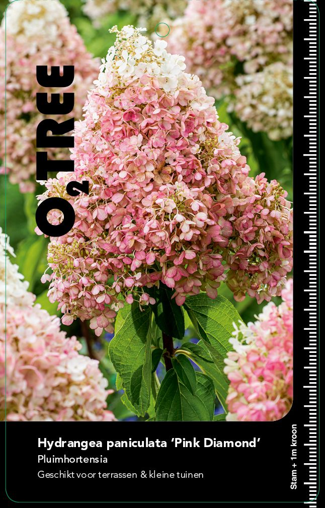 Hydrangea paniculata Pink Diamond | O₂ Tree
