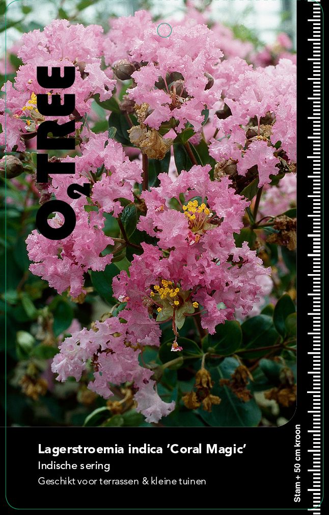 Lagerstroemia indica Coral Magic | O₂ Tree