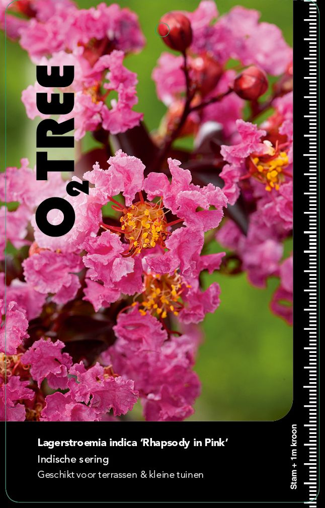 Lagerstroemia indica Rhapsody in Pink | O₂ Tree