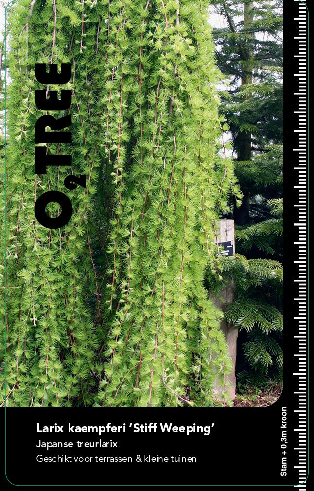 Larix kaempferi Stiff Weeping | O₂ Tree