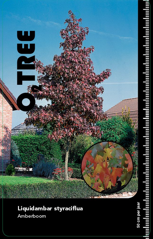 Liquidambar styraciflua | O₂ Tree