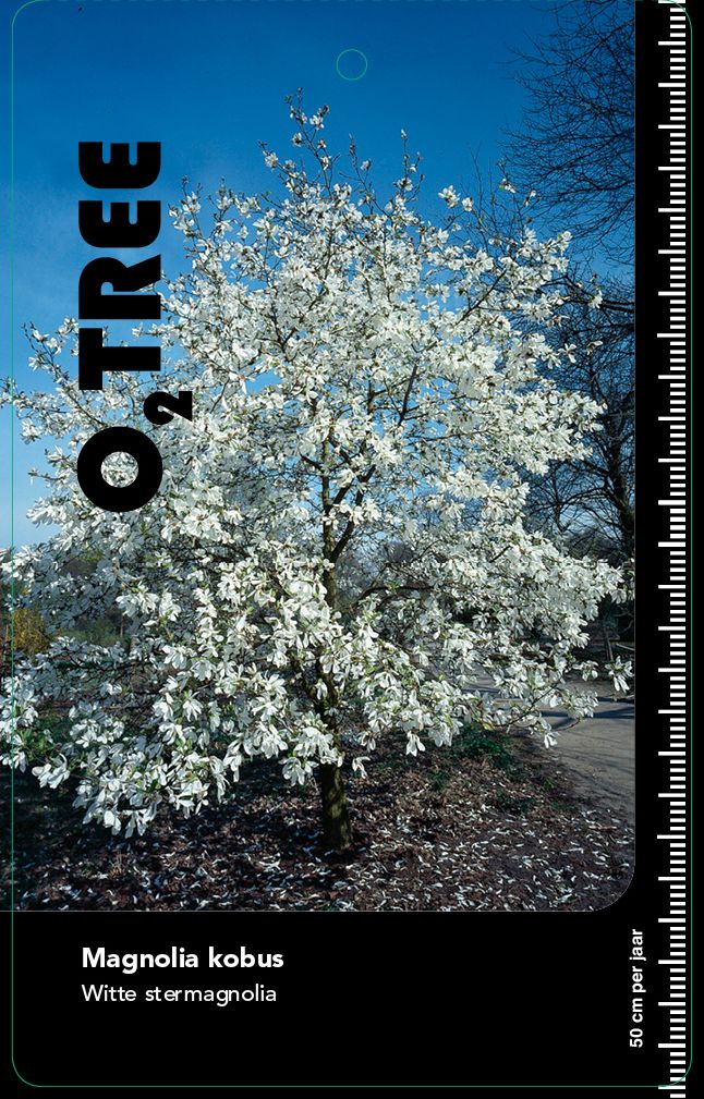Magnolia kobus | O₂ Tree