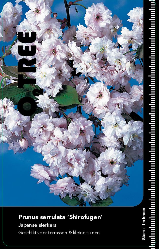 Prunus serrulata Shirofugen | O₂ Tree