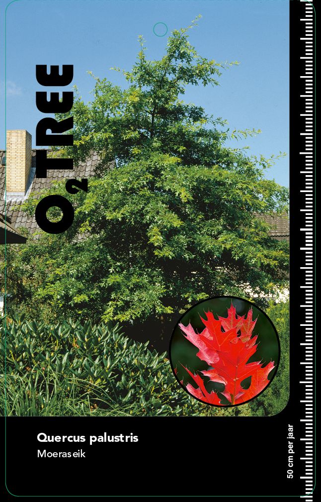 Quercus palustris | O₂ Tree