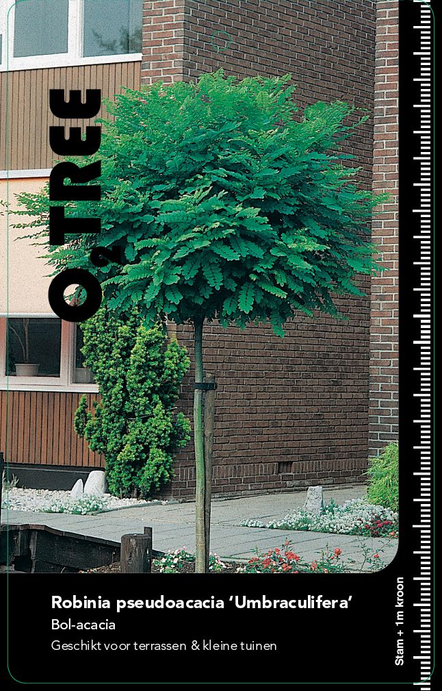 Robinia pseudoacacia Umbraculifera | O₂ Tree
