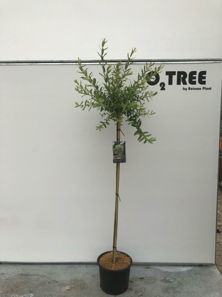 Salix integra Hakuro-nishiki | O₂ Tree