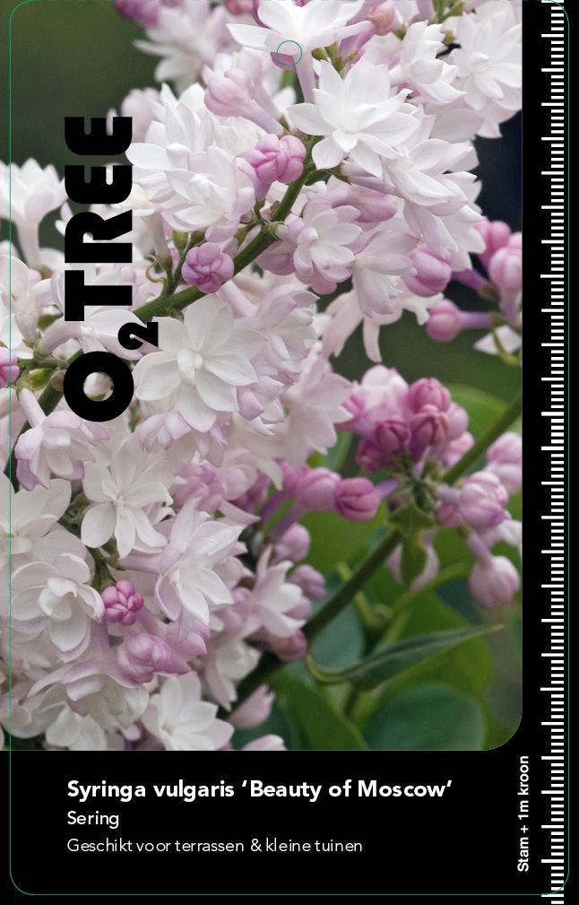 Syringa vulgaris Beauty of Moscow | O₂ Tree