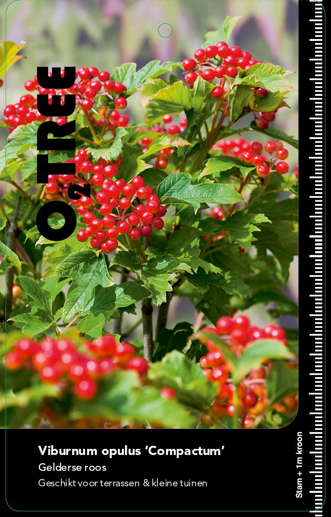 Viburnum opulus Compactum | O₂ Tree